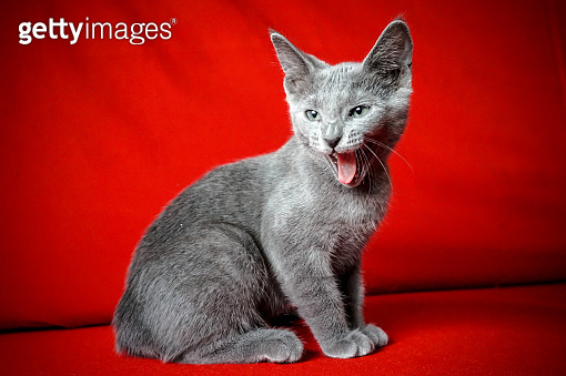 Fluffy gray kitten of a Russian blue cat on red sofa 이미지 (929545942 ...