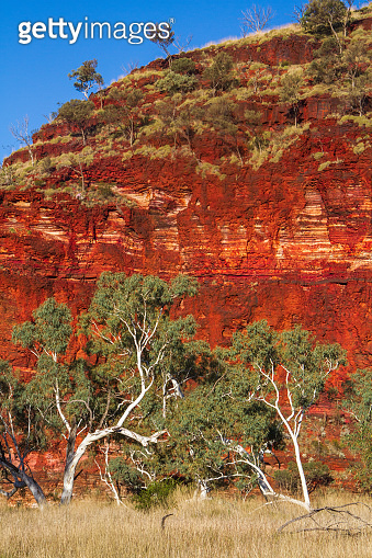 A beautiful australian outback bush setting of Paperbark trees, blue ...