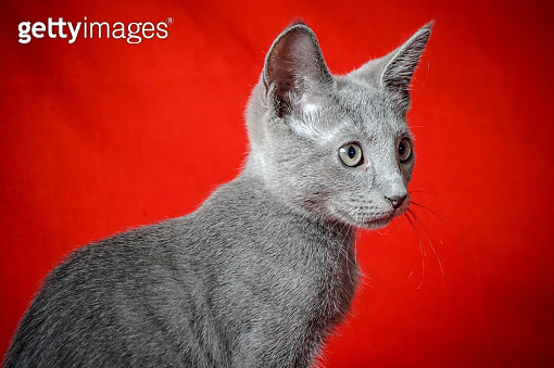 Fluffy gray kitten of a Russian blue cat on red sofa 이미지 (929545946 ...