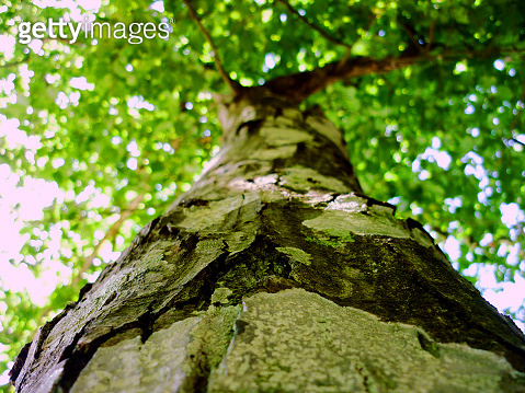 Tree Body 이미지 (907964318) - 게티이미지뱅크