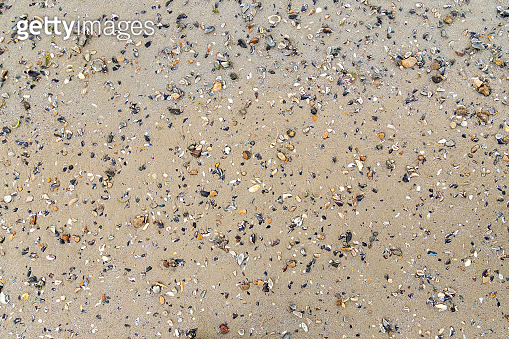 Real sea shore background with sand covered in numerous shells and ...