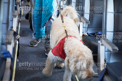 Labradoodle being held by its' owner with a leash as they deplane 이미지 ...