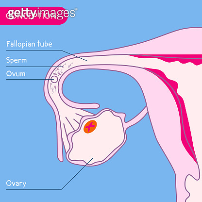 Fecundation. Female reproductive system. Human anatomy. Uterus medical ...