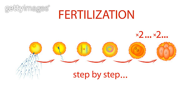 process of fertilization step by step. The text on a separate layer ...