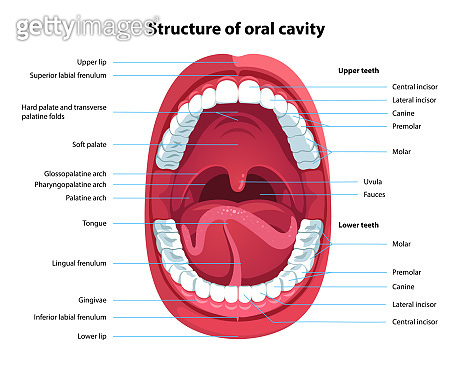 Human open mouth and oral cavity anatomy structure model with captions ...