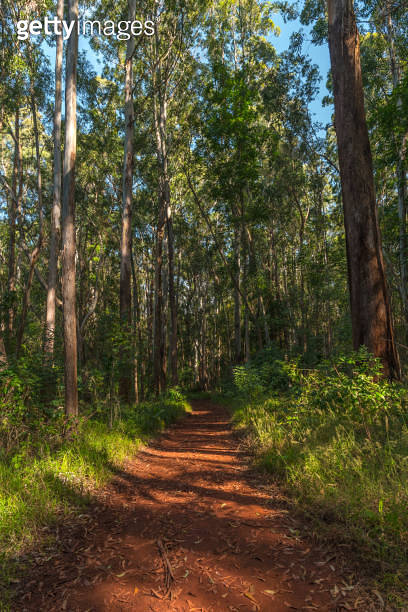 Red Clay Path to the Forest 이미지 (1016485054) - 게티이미지뱅크