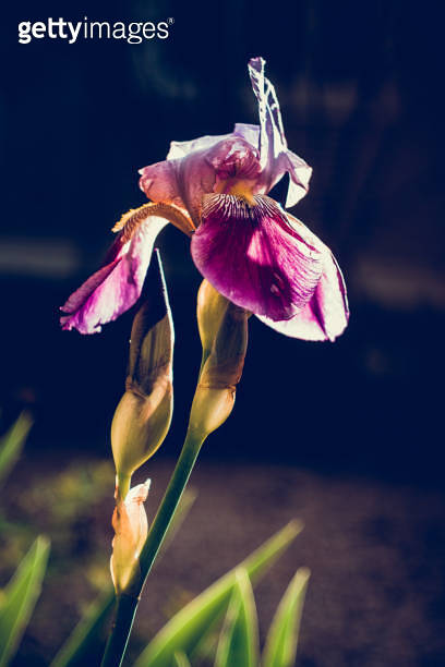An Iris in the sun 이미지 (969875516) - 게티이미지뱅크