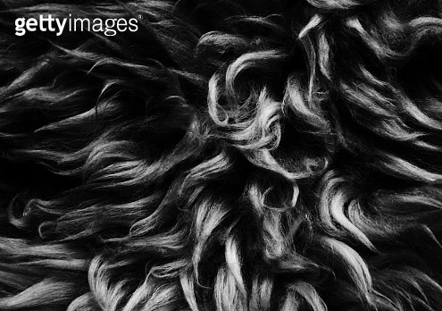 Black and white fluffy wool texture, dark natural wool background, fur ...