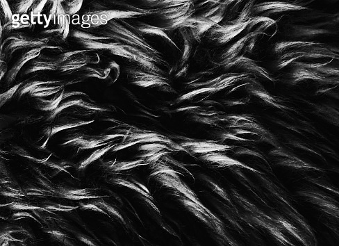 Black and white fluffy wool texture, dark natural wool background, fur ...