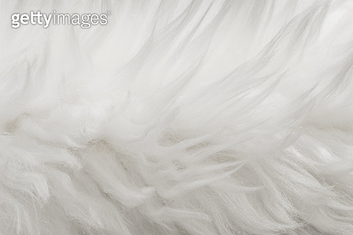 White fluffy sheep wool texture, beige natural wool background, fur ...