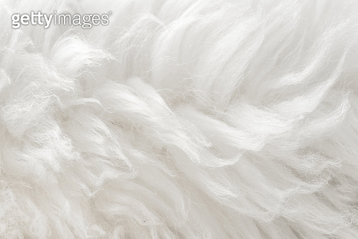 White fluffy sheep wool texture, beige natural wool background, fur ...