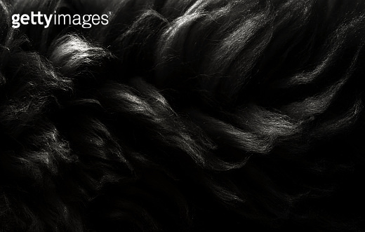Black and white fluffy wool texture, dark natural wool background, fur ...