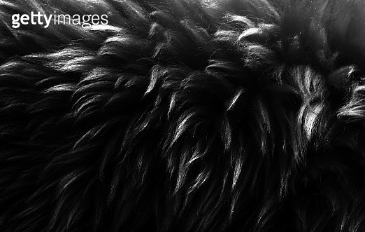 Black and white fluffy wool texture, dark natural wool background, fur ...