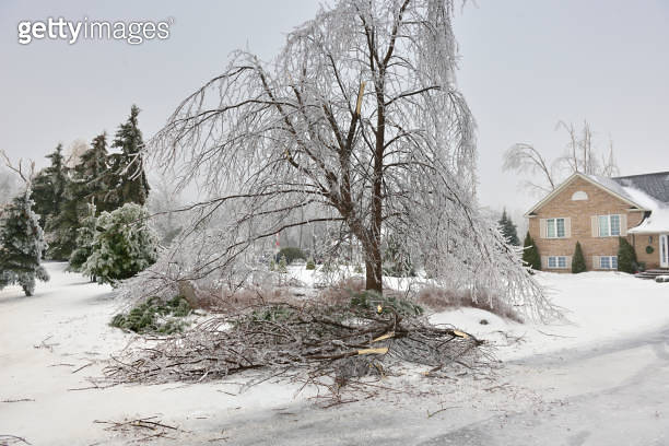 Ice storm aftermath - broken branches of a maple tree covered with ice ...