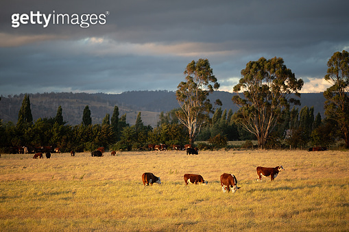 Beef cattle in pasture at sunset (966948490) - 게티이미지뱅크