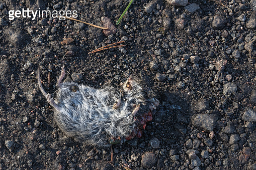 dead mouse lies on the sandy road. accidental death of the mouse. wild ...
