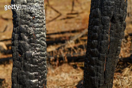 Charred tree trunks and remains after a devastating wildfire 이미지 ...