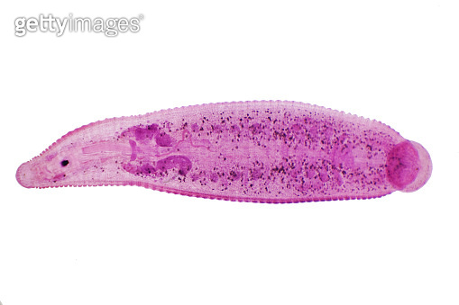 Leech of cattle and other grazing animals under the microscope for ...