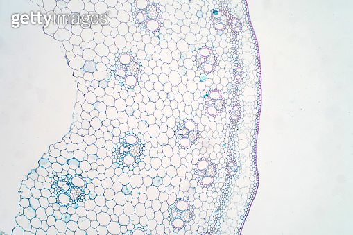 Cross sections of plant stem under microscope view for education plant ...