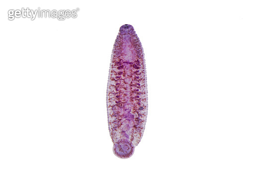 Leech of cattle and other grazing animals under the microscope for ...