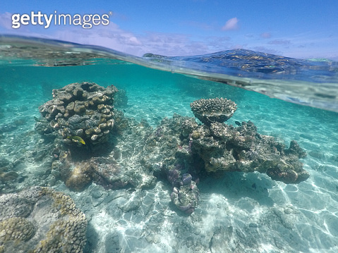 Coral reef sea life in Rarotonga Cook Islands (939842332) - 게티이미지뱅크