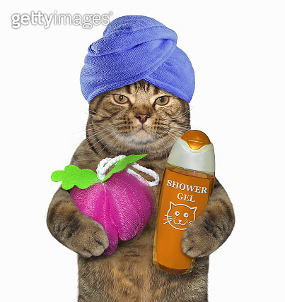 Cat in a turban with orange gel and a sponge (969612166) - 게티이미지뱅크