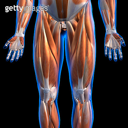 Male Leg Muscles Anterior View Labeled on Black (900945886) - 게티이미지뱅크