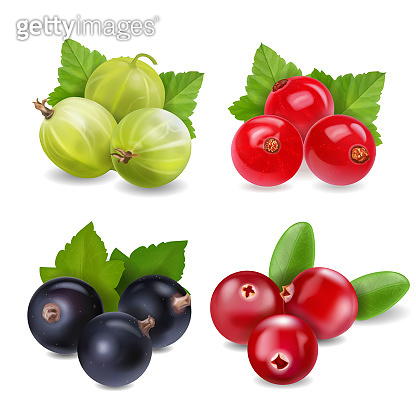 Realistic berries set with cranberry, red currants, gooseberry and ...