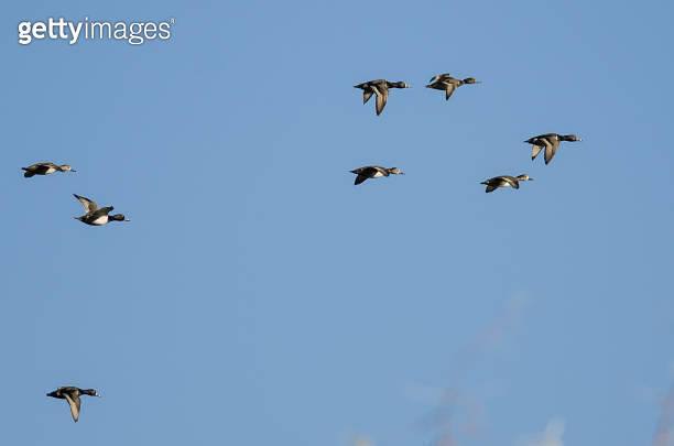 Flock of Ring-Necked Ducks Flying in a Blue Sky 이미지 (1016912196) - 게티이미지뱅크