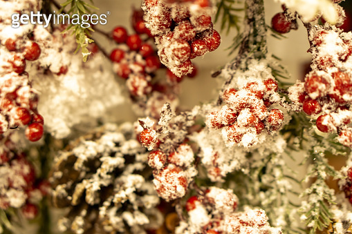 Winter background with snow-covered mountain ash and spruce branch with ...