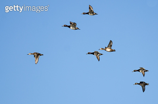 Flock of Ring-Necked Ducks Flying in a Blue Sky 이미지 (1056604922) - 게티이미지뱅크