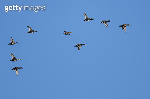 Flock of Ring-Necked Ducks Flying in a Blue Sky 이미지 (1061872116) - 게티이미지뱅크