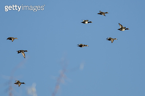 Flock of Ring-Necked Ducks Flying in a Blue Sky 이미지 (1061872050) - 게티이미지뱅크