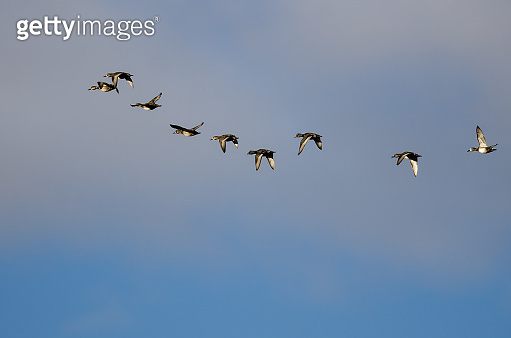 Flock of Ring-Necked Ducks Flying in a Cloudy Sky 이미지 (1004520136) - 게티 ...