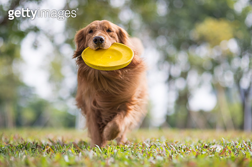 Golden Retriever playing Frisbee in the meadow (1063685334) - 게티이미지뱅크