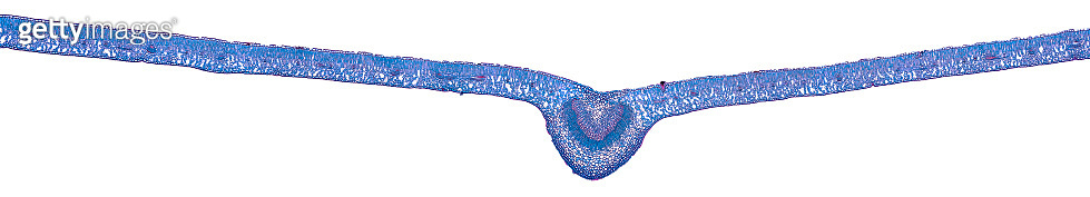 ligustrum leaf - cross section cut under the microscope (1041620072 ...