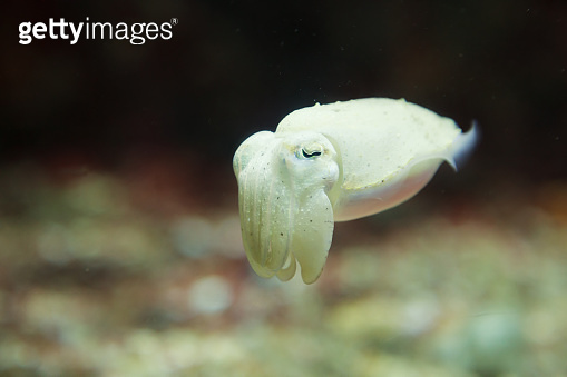 Pharaoh Cuttlefish (Sepia pharaonis) expands and contracts muscle rings ...