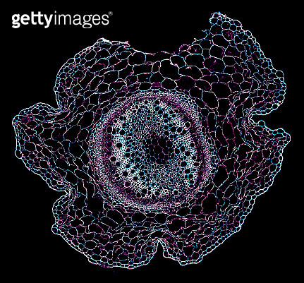 white radish root - cross section cut under the microscope (1043498016 ...