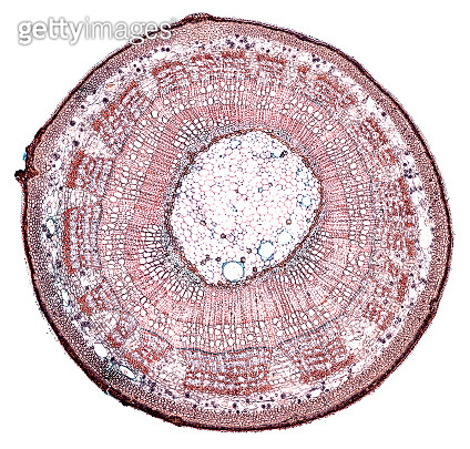 tilia stem - cross section cut under the microscope (1042030838) - 게티이미지뱅크