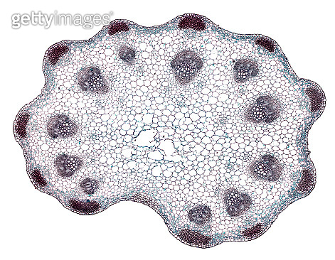 celery stripe - cross section cut under the microscope (1041488724 ...