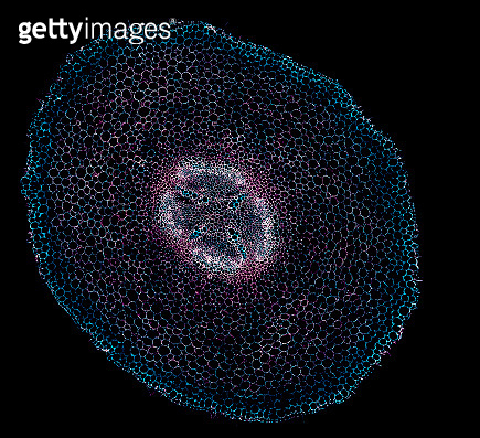 broad bean root - cross section cut under the microscope (1042997912 ...