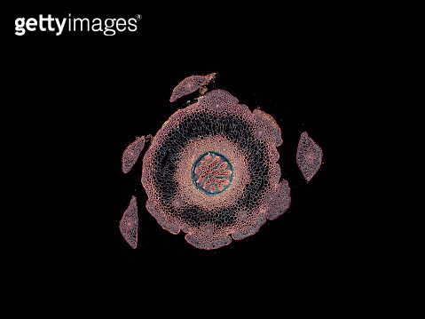 Stem of Lycopodium - microscopic cross section cut of a plant stem ...