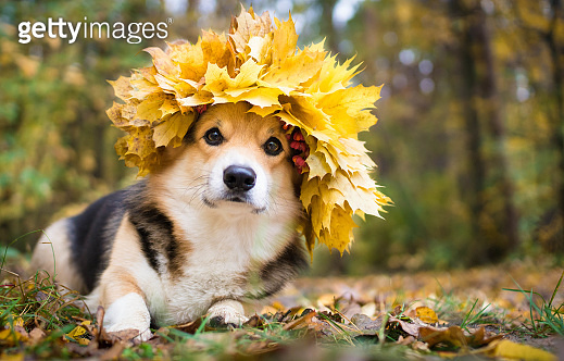 A dog of the Welsh Corgi breed Pembroke on a walk in the autumn forest ...