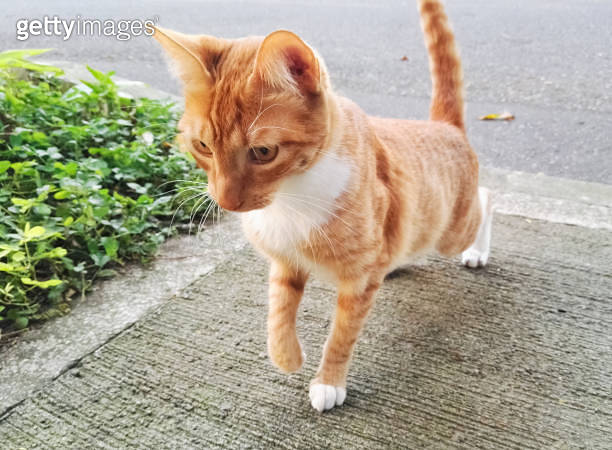 Beautiful orange cat ready to attack, in action, jumping and staring ...