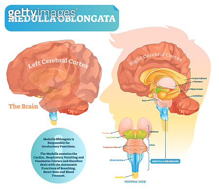 Medulla oblongata vector illustration. Labeled diagram with ventral ...
