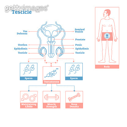 Testicle - part of Endocrine System. Medical science vector ...