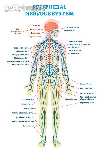 Peripheral nervous system, medical vector illustration diagram with ...