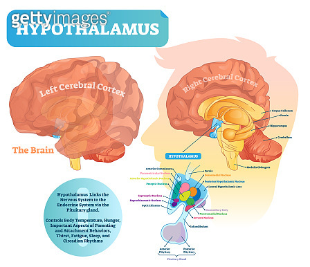 Hypothalamus vector illustration. Labeled diagram with brain part ...