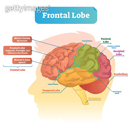 Frontal lobe vector illustration. Labeled diagram with brain part ...
