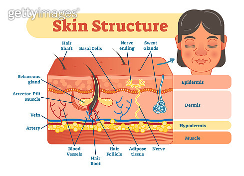 Skin structure vector illustration diagram with skin layers and main ...
